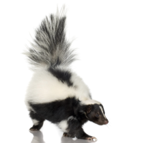 Que faire en cas de mouffette ? – B.A. Multi-Services